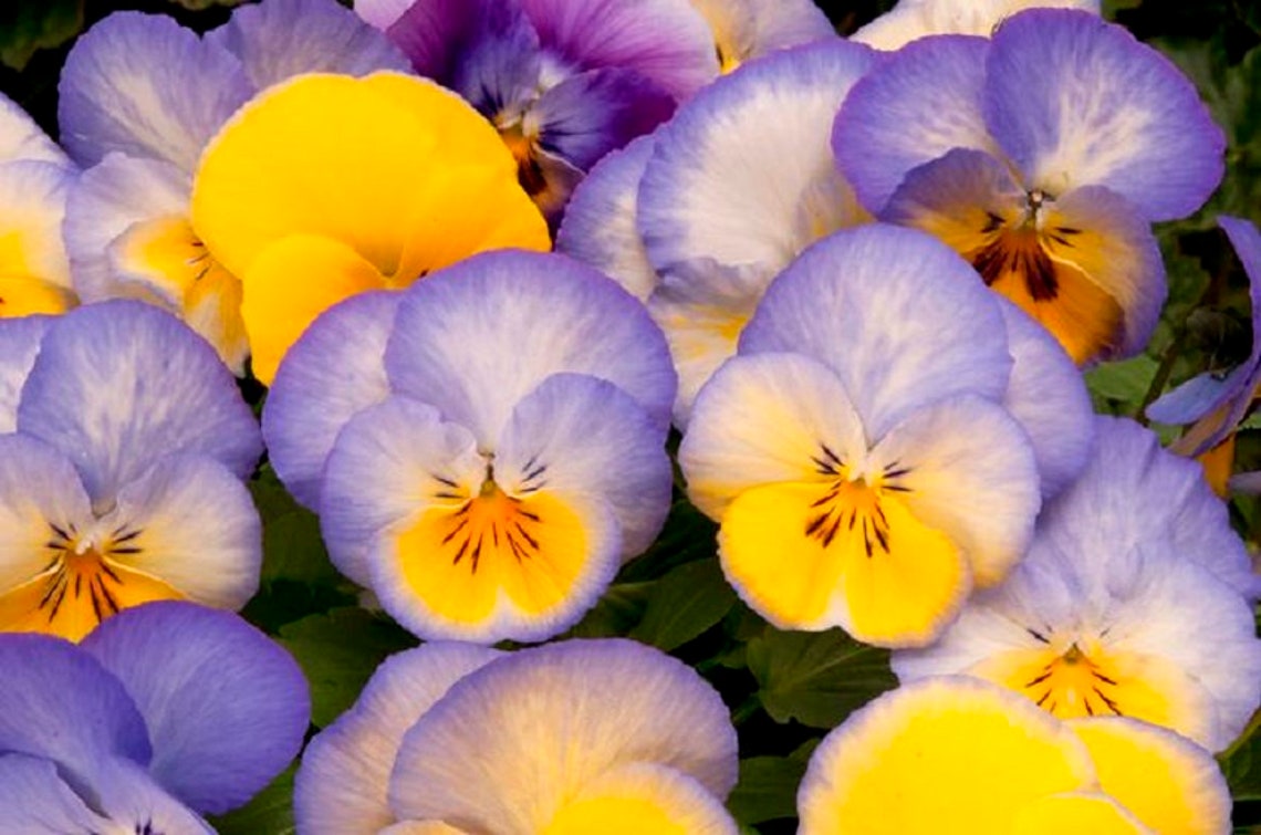 Pansy Seeds Cool Wave Pansy Blue Swirl Viola Seeds 15 a 100 | Etsy