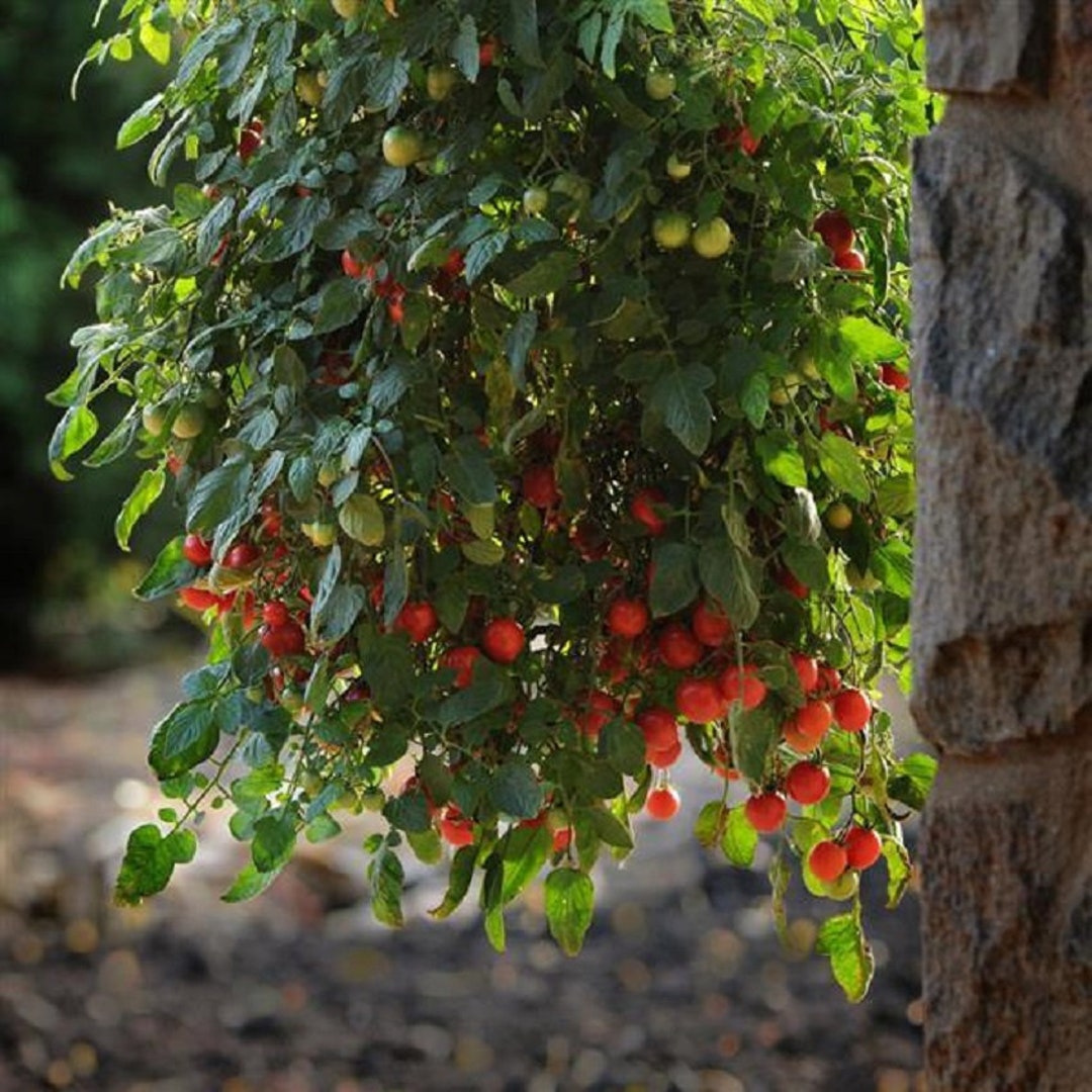 BIN#2R9D8 Tomato Seeds 100 Bulk Topsy Tom F1 Cascading Cherry Tomatoes ...