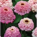 Bush Watermelon Cal Sweet Watermelon 25 Thru 300 Seeds - Etsy