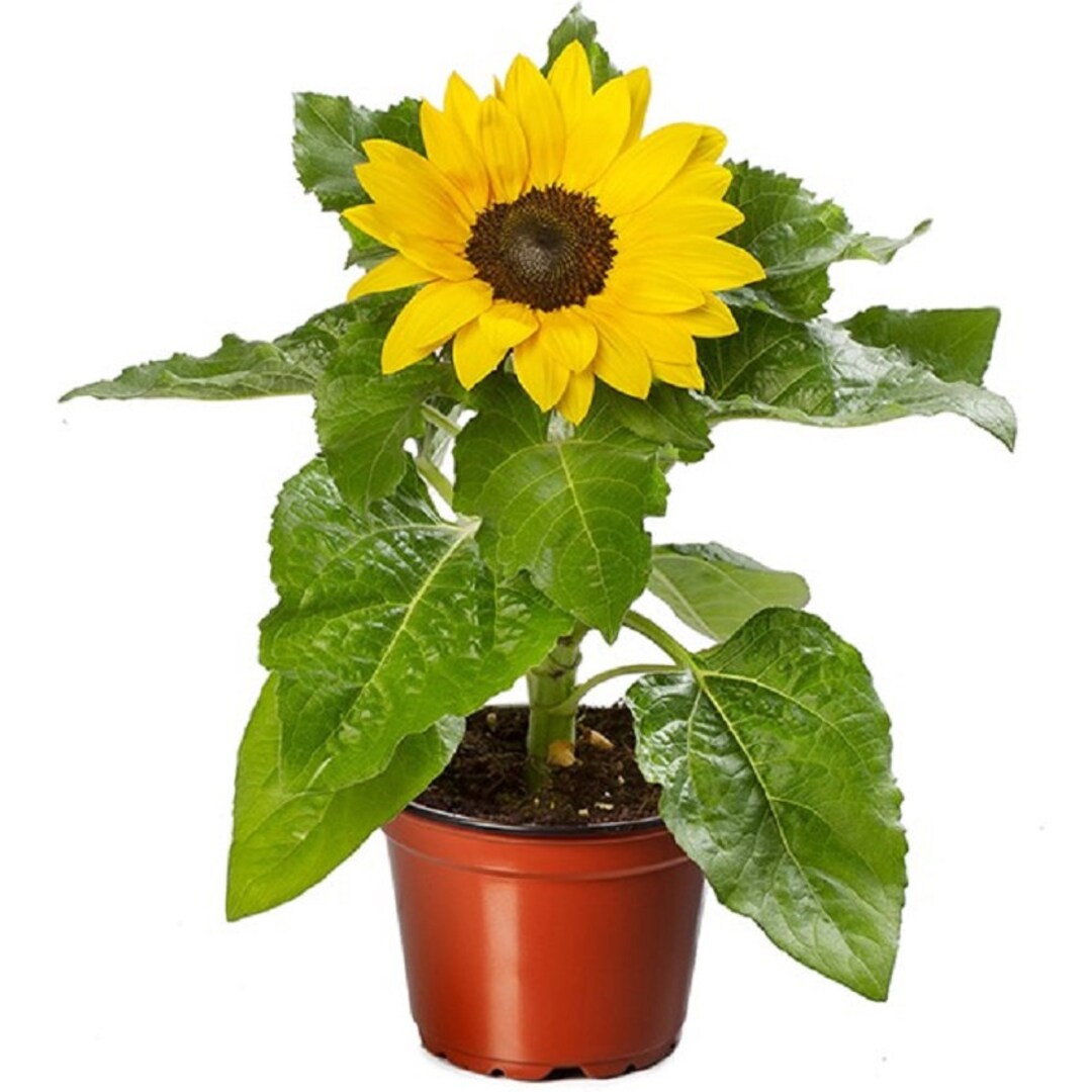 Sunflower Seeds Solsation® Yellow Spirit 25 Flower Seeds - Etsy