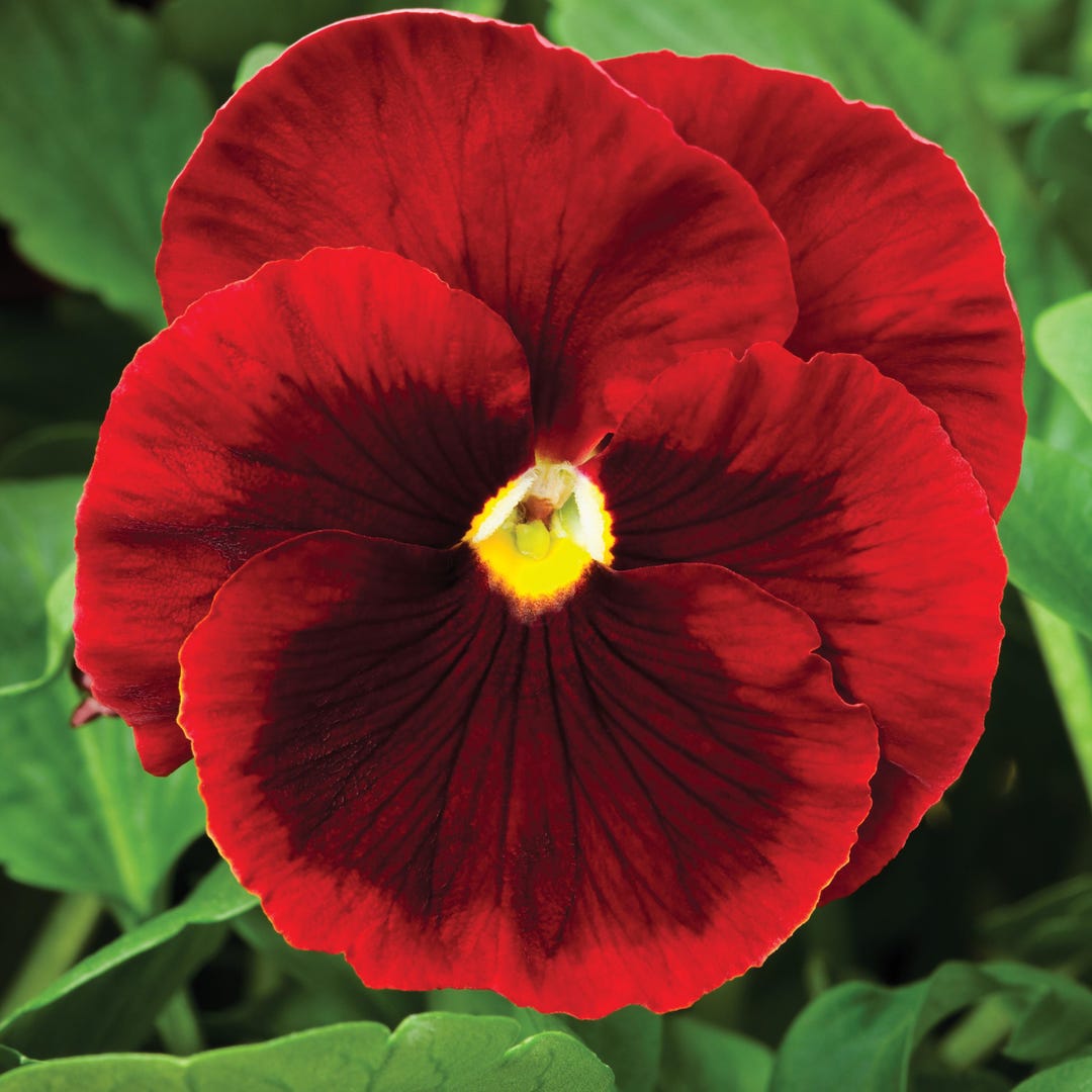 Bulk Pansy Seeds 500 Pansy Delta Red With Blotch - Etsy