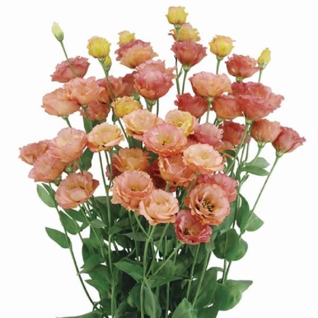 Cut Flower Lisianthus Seeds Little Summer 1 Orange 25 Pelleted Seeds ...