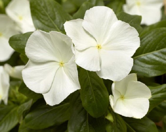 Vinca Raspberry Periwinkle Flower Seeds / Annual 40 - Etsy