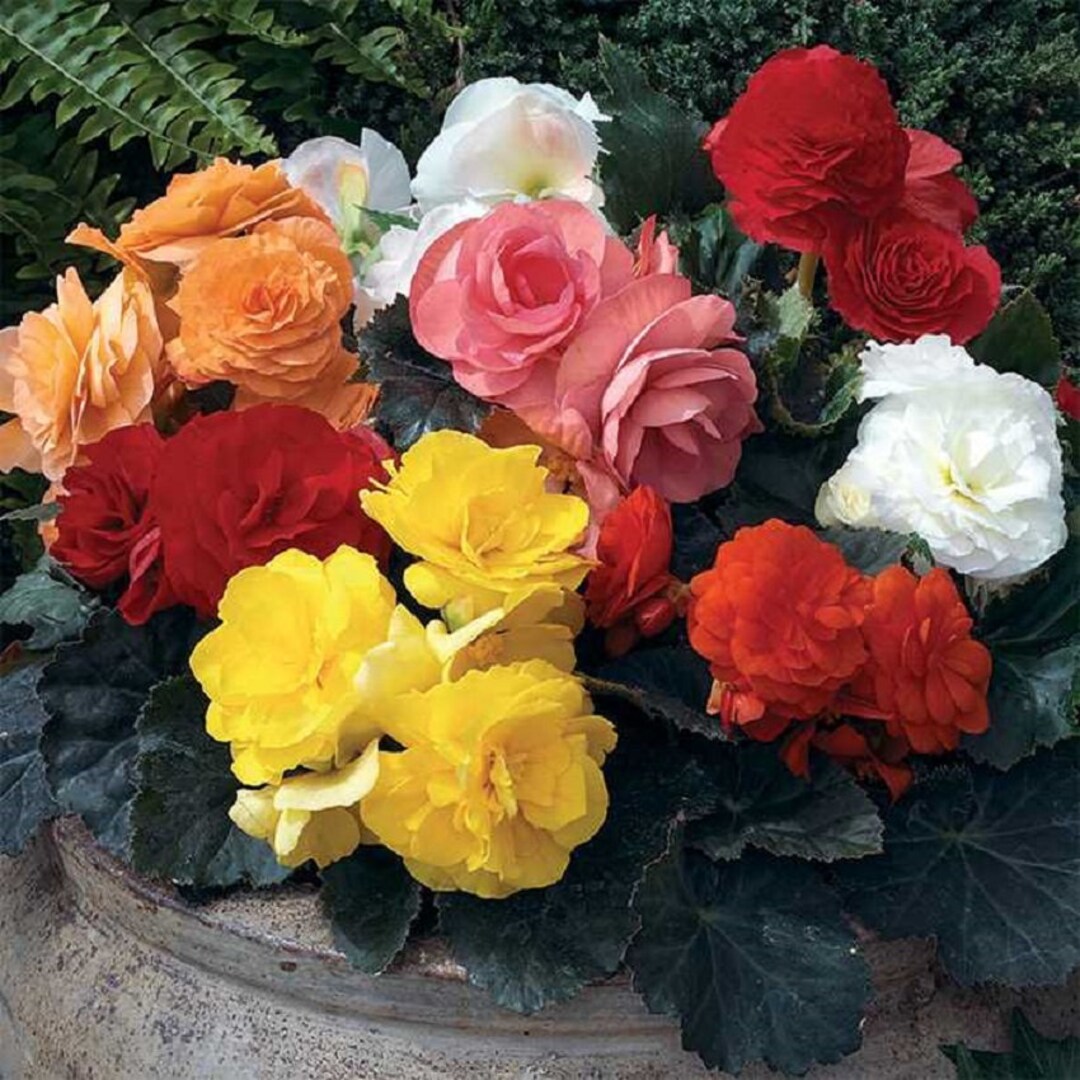 Begonia Seeds Go-go Mix 15 Thru 200 Pelleted Seeds Begonia Tuberybrida ...