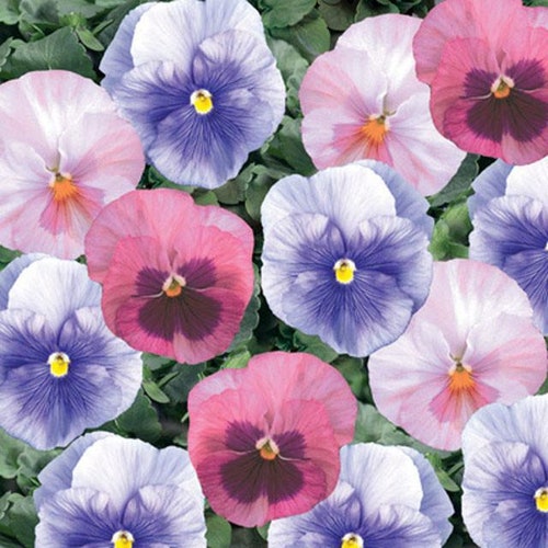 50 Pansy Seeds Delta Monet Mix - Etsy