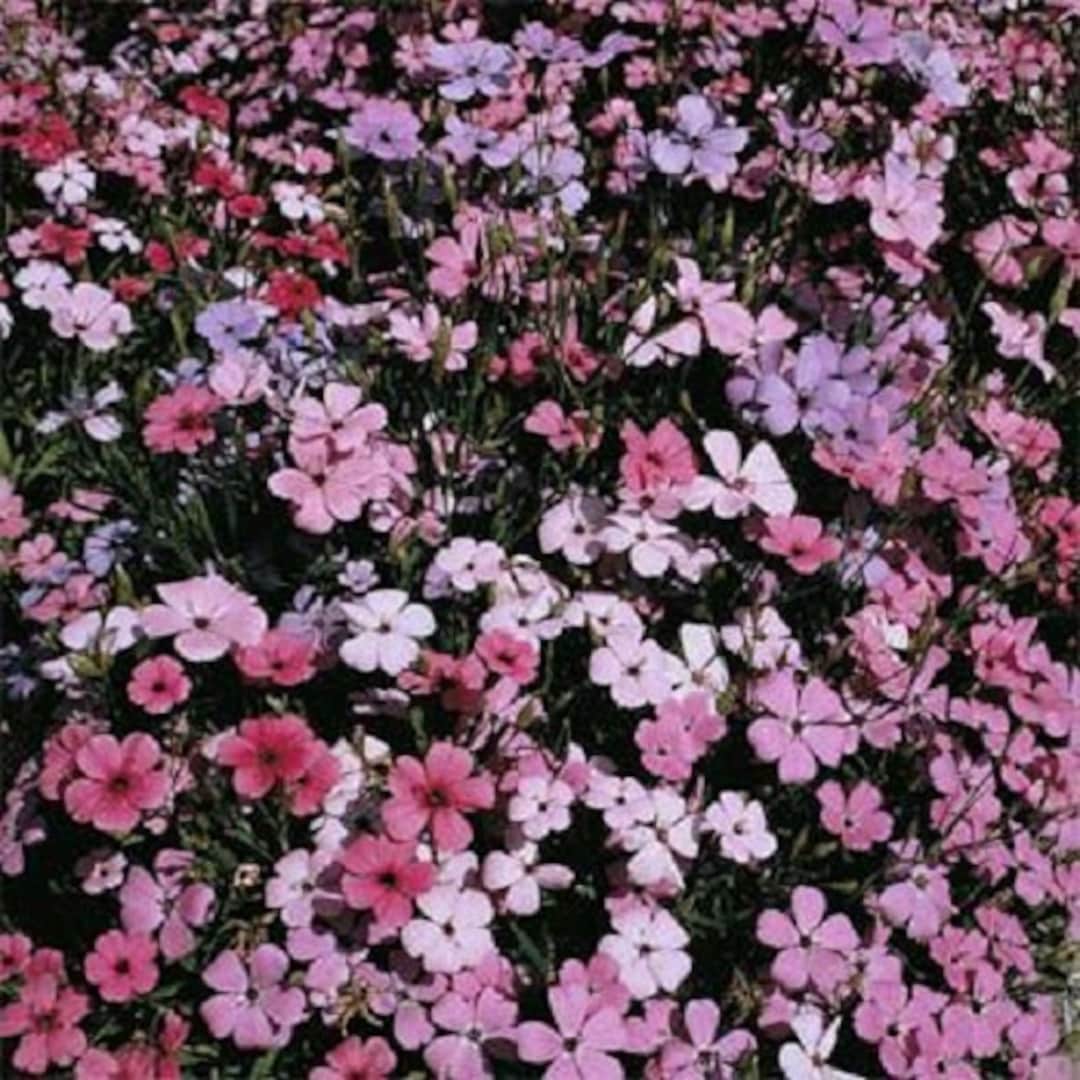 Lychnis Snowstar Seeds Lychnis Seeds Viscaria Rosett 2,000 Flower Seeds ...