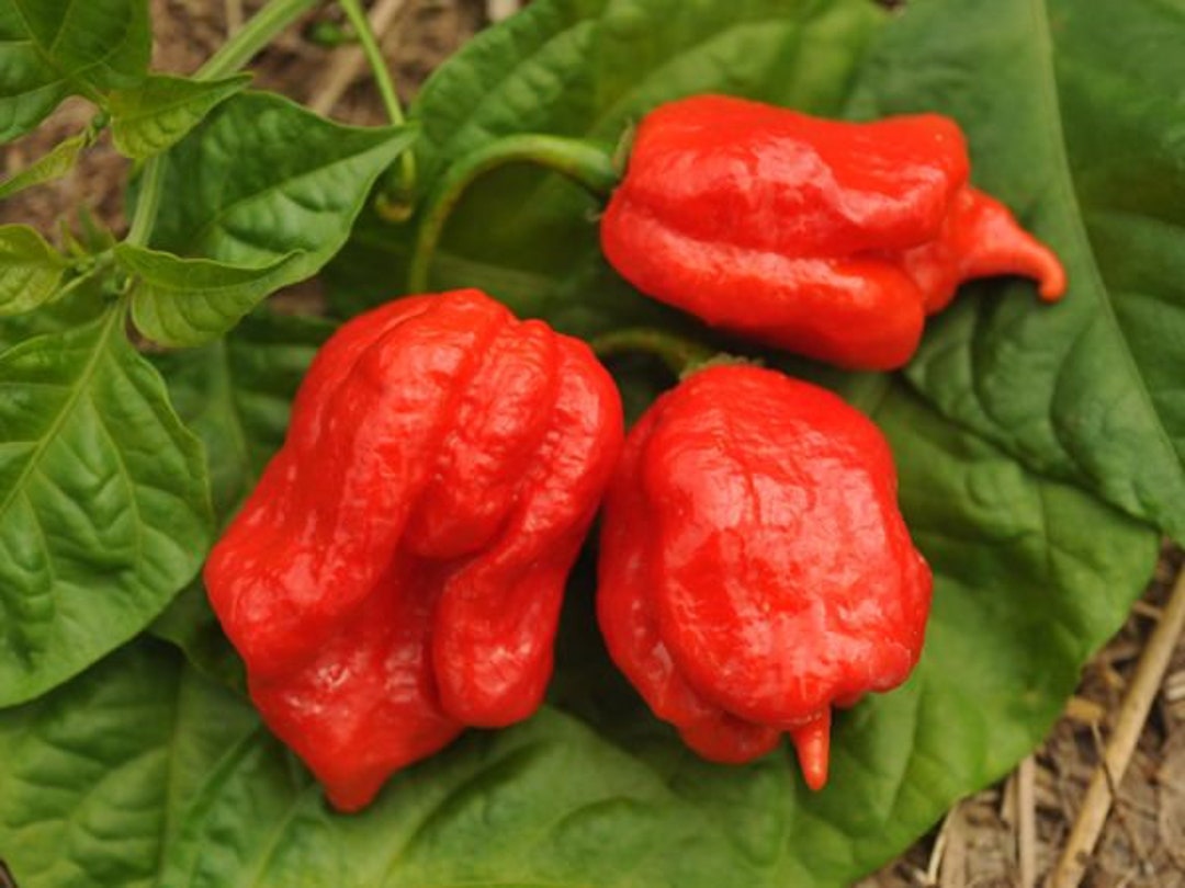 Hot Pepper Seeds Scorcher Pepper Ghost Screaming Red 15 Seeds - Etsy