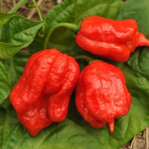 Hot Pepper Seeds Scorcher Pepper Ghost Screaming Red 15 Seeds - Etsy