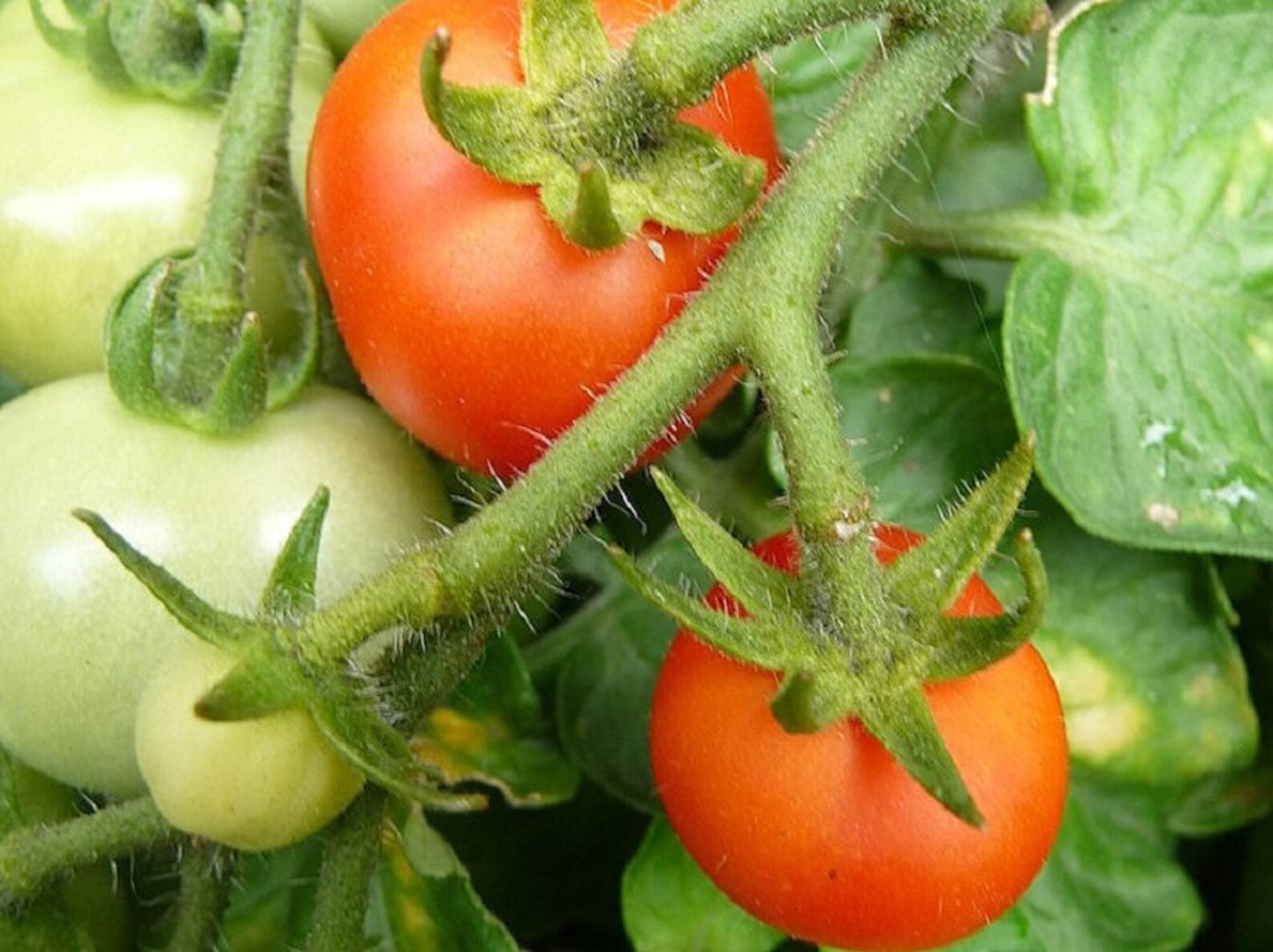 MPB6 Tomato Seeds Micro Tom World's Smallest Tomato Plant | Etsy