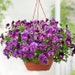 Pansy Seeds Cool Wave Raspberry Swirl Trailing Pansy 15 Seeds Hanging ...