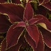 Coleus Seeds Premium Sun Ruby Heart 15 Pelleted Coleus Seeds - Etsy