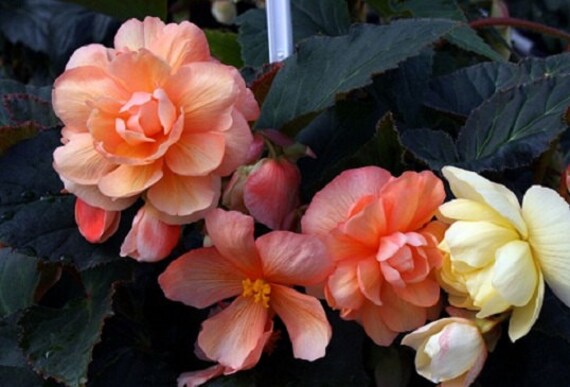 Home & Garden 15 Pelleted Begonia Seeds Begonia Bossa Nova White ...