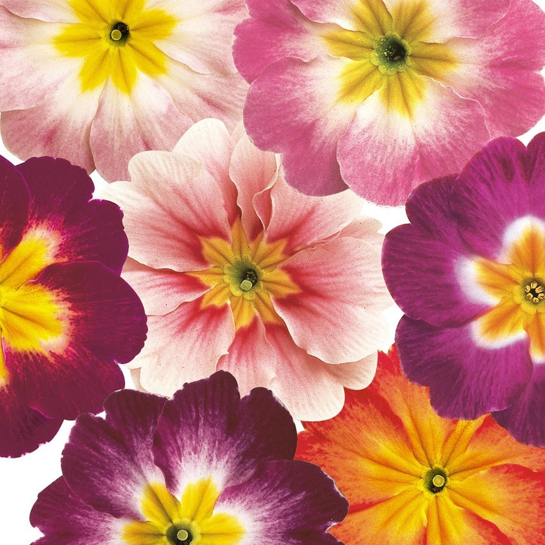 Primula Seeds 50 Primrose Seeds Primula Danova Bicolor Mix - Etsy