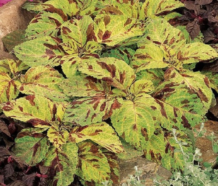 MPB#3 Coleus Seeds Wizard Mosaic 50 Thru 1,000 Seeds - Etsy