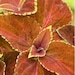 Pentas Seeds Pentas Graffiti 20/20 Ruby 25 Pelleted Seeds - Etsy