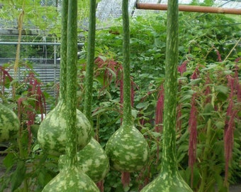 Extra Long Handle Dipper Gourds Seeds TREATED SEEDS - Etsy