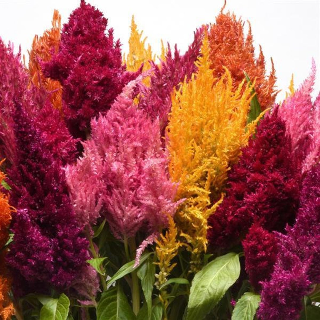 25 Pelleted Celosia Seeds Celosia Sunday™ Mix Seeds Cut Flowers - Etsy