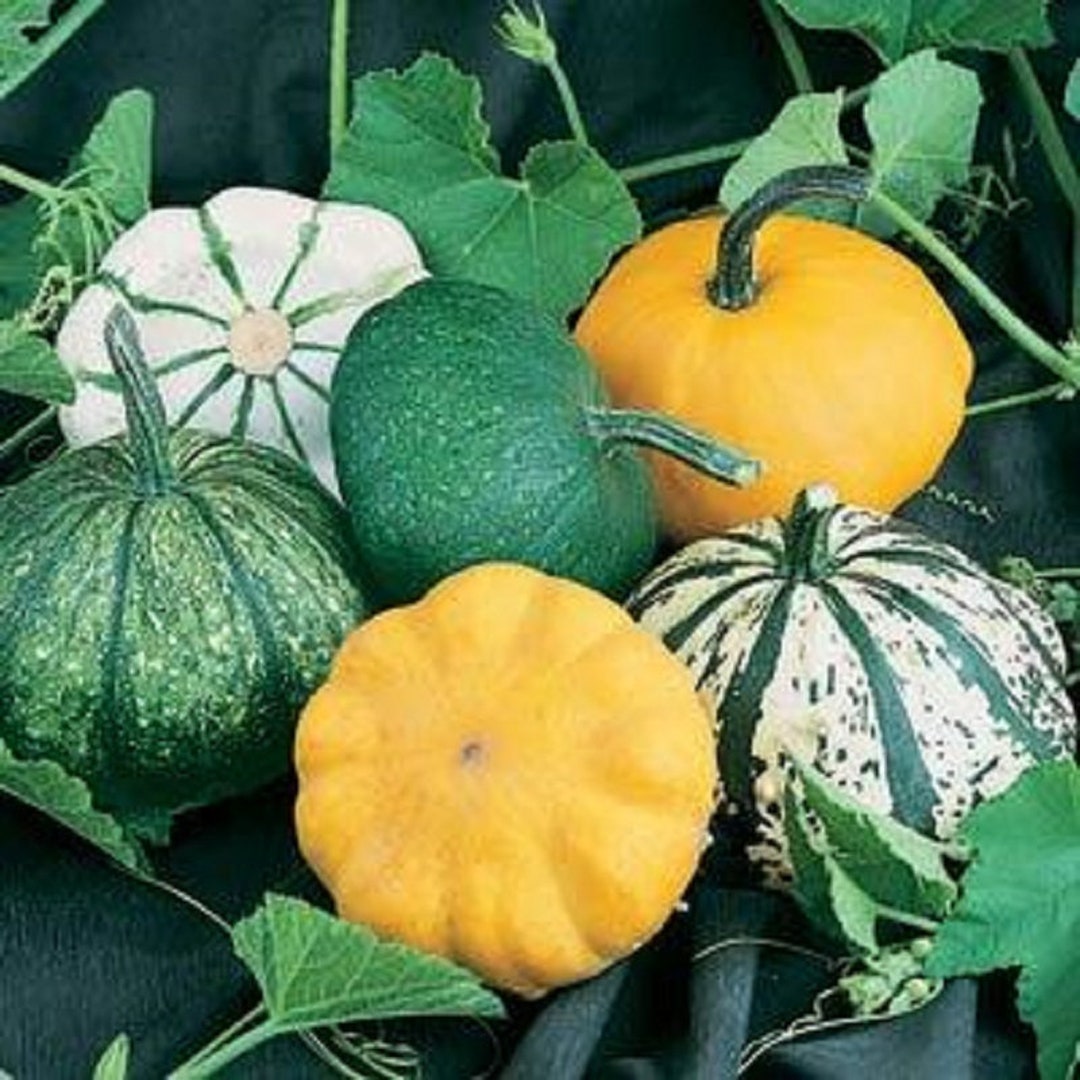 Squash Seeds 50 Seeds Squash Scallop Blend Vegetable Seeds - Etsy