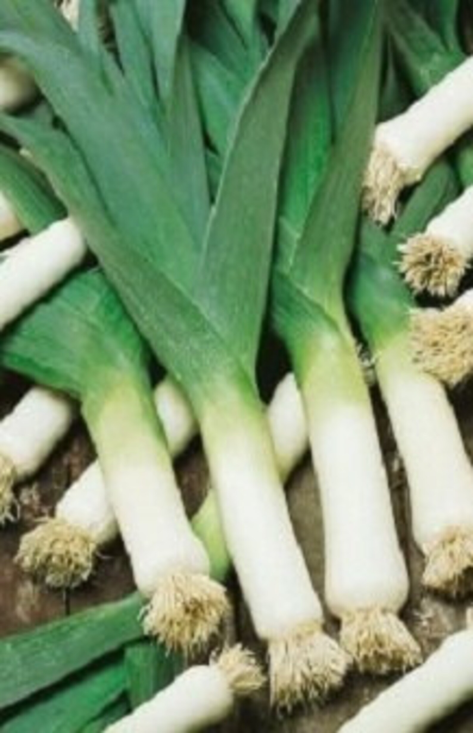 1000 Leek Seeds Large American Flag LEEKS SEEDS | Etsy