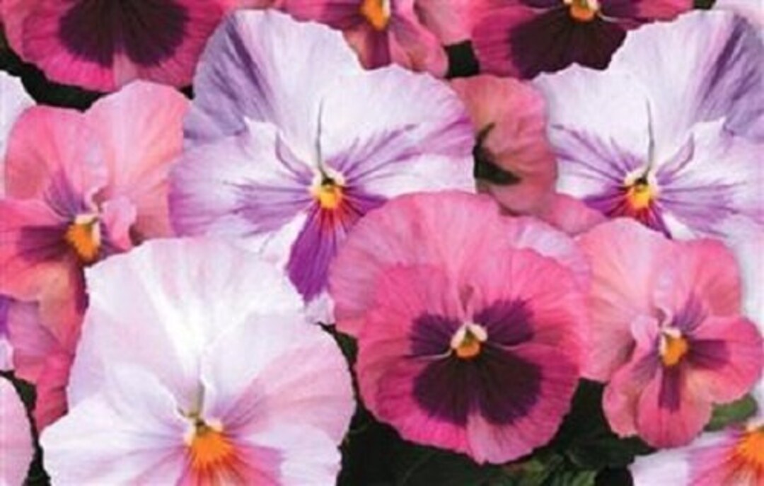 Pansy Seeds Delta Premium Pink Shades 50 Thru 200 Bulk Seeds - Etsy