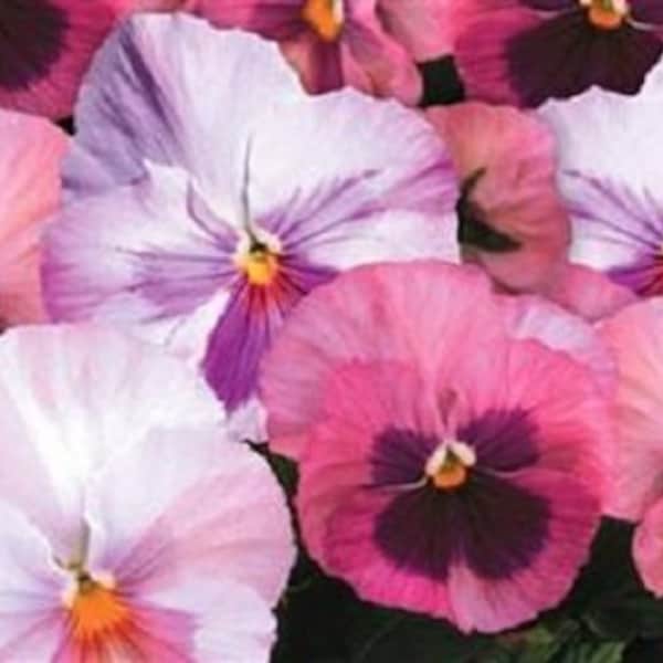 Pink Pansy - Etsy