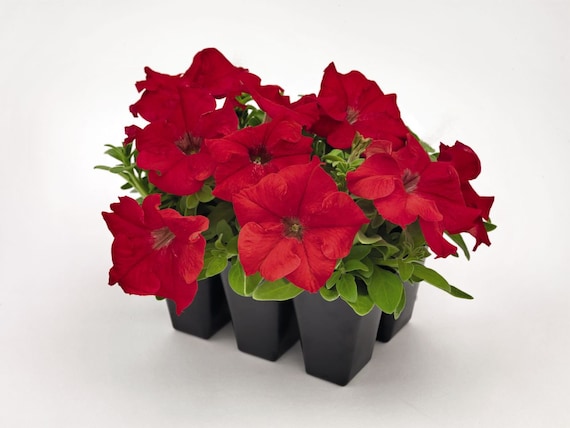 Petunia Success HD Red 50 Pelleted Petunia Seeds | Etsy