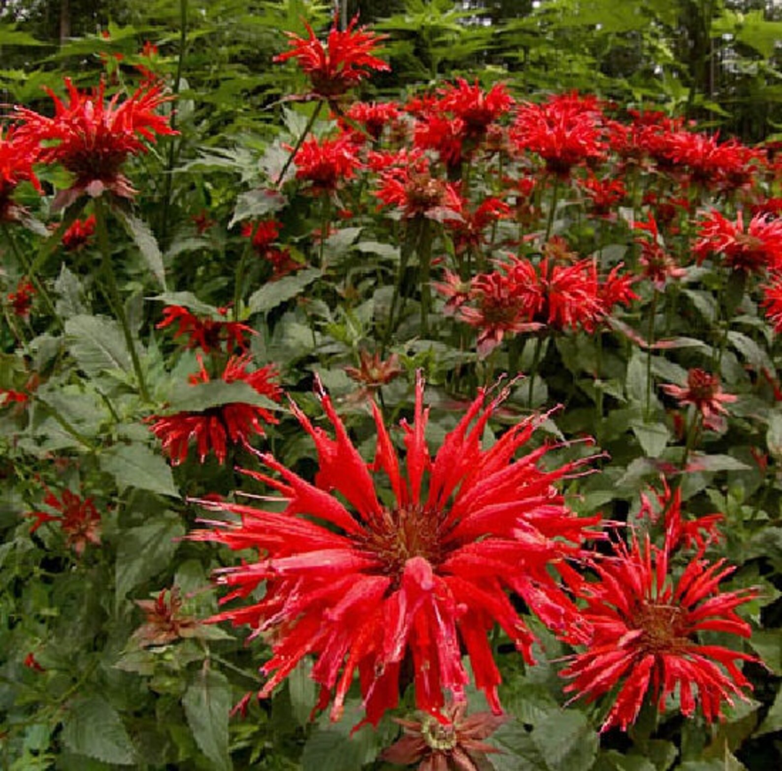 Monarda Seeds Monarda Panorama Red Shades 50 Thru 500 Seeds - Etsy