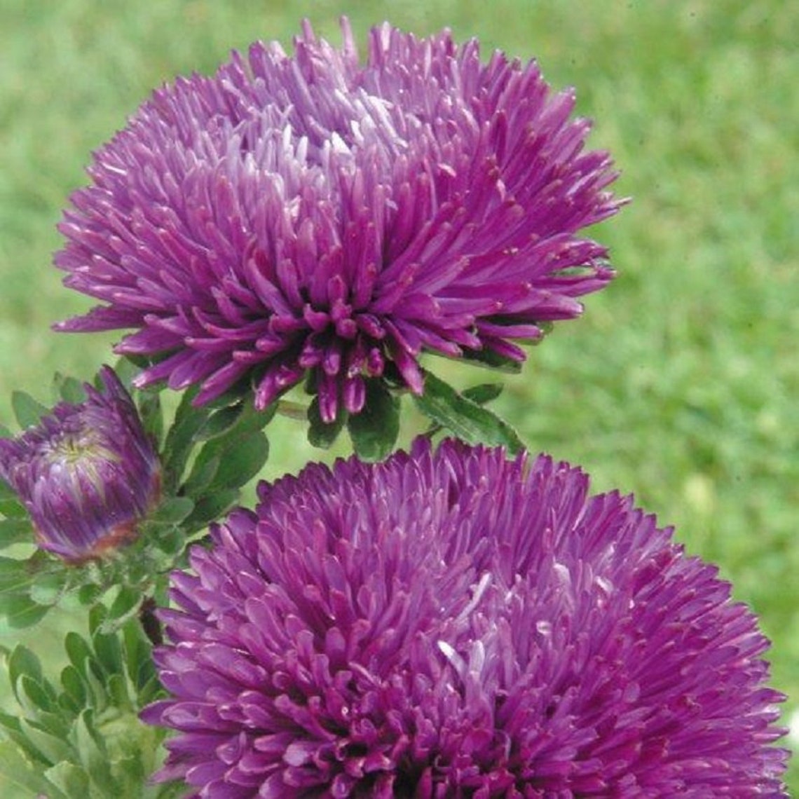 Aster Seeds Gala Purple 100 Seeds Cut Flower Seeds - Etsy