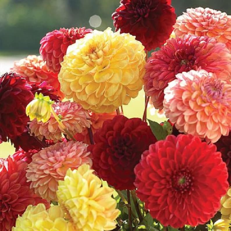 Dahlia Seeds Pom Pom Double Mix 25 thru 500 Seeds | Etsy