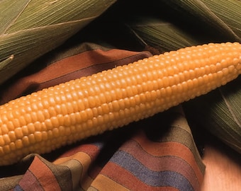 35 Tall Giant Goliath Yellow Corn Seeds-1205 - Etsy