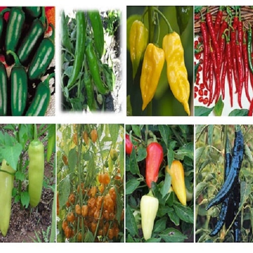 500 Seeds 12 Kinds of Hot Pepper Seeds These Are Mixed - Etsy