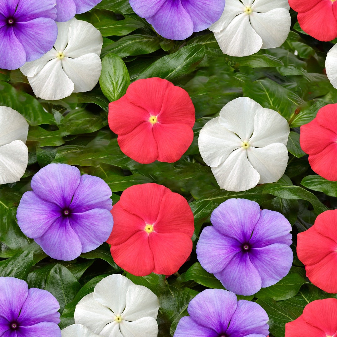Vinca Seeds Vinca Vitesse Patriot Mix 25 Thru 500 Seeds - Etsy