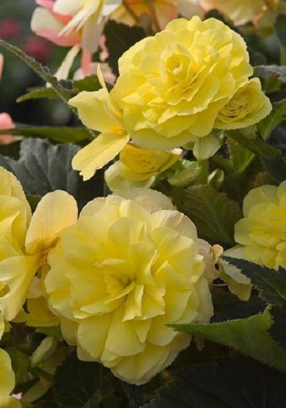 Gardening & Plants Floral & Garden Crafts Begonia Seeds Fortune Yellow ...