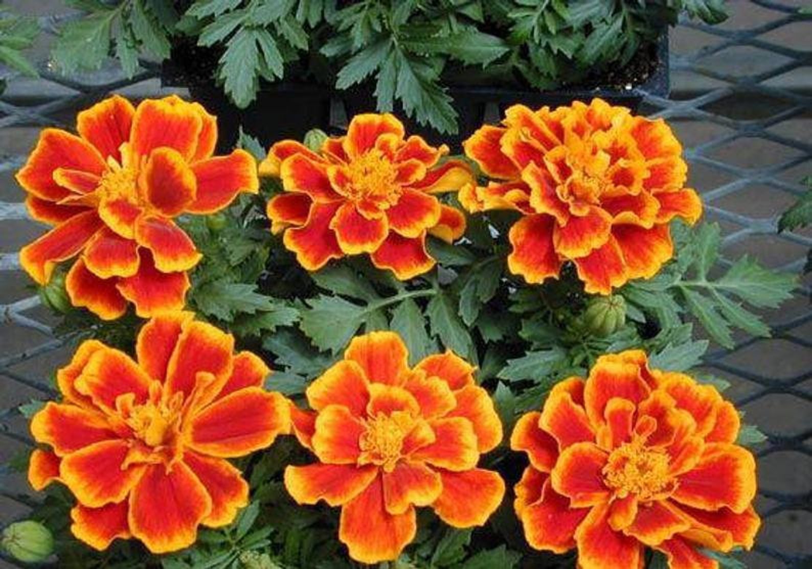 Marigold Seeds French Durango Flame 50 Seeds French Marigold - Etsy