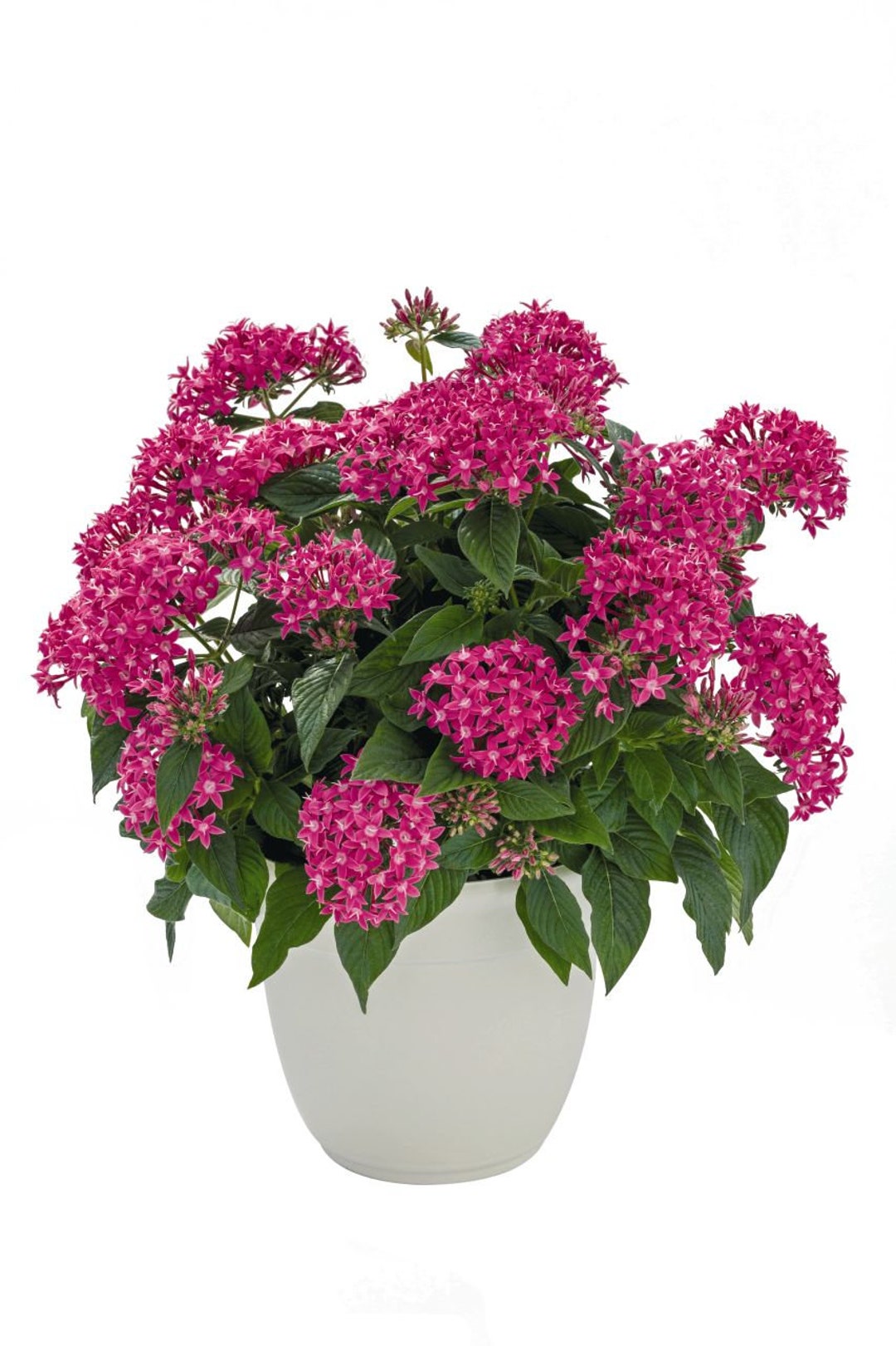 Flowers Pentas Seeds Pentas Graffiti 20/20 True Pink 25 Pelleted Seeds ...