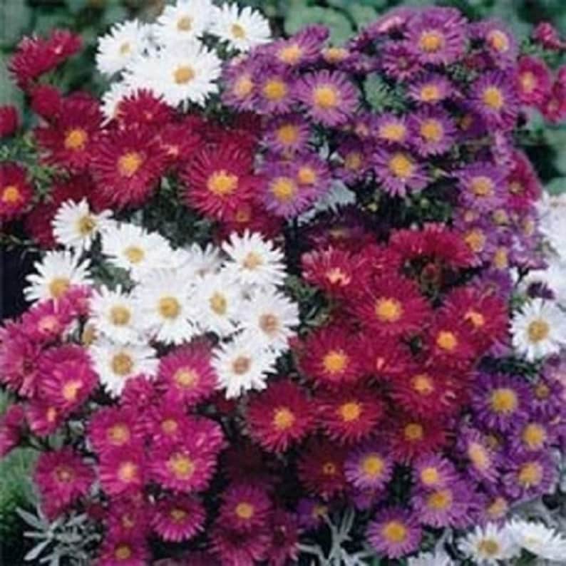 100 Seeds Aster Alpinus Mix FLOWER SEEDS - Etsy