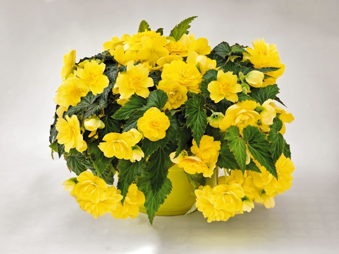 MPB#3 Begonia Seeds Joy Nonstop Yellow Semi Trailing 15 Thru 100 ...
