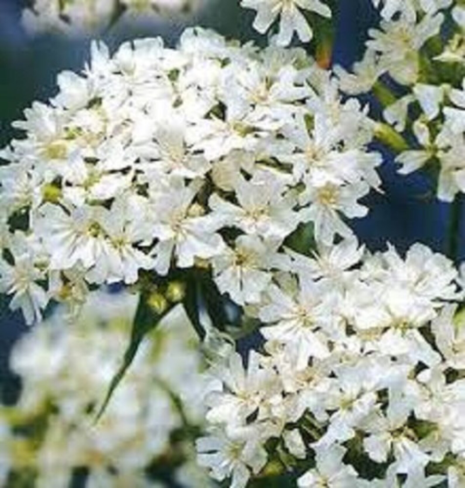 Lychnis Snowstar Seeds Lychnis Seeds Viscaria Snowstar 2,000 Flower ...