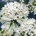 Lychnis Snowstar Seeds Lychnis Seeds Viscaria Snowstar 2,000 Flower ...