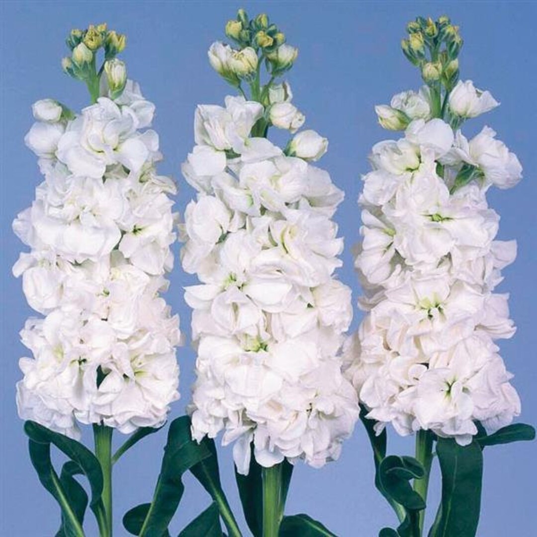 50 Stock Seeds Matthiola Iron White Cut Flower Seeds - Etsy
