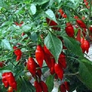 25 Pepper Hot Paper Lantern Pepper Seeds Vegetable Seeds - Etsy
