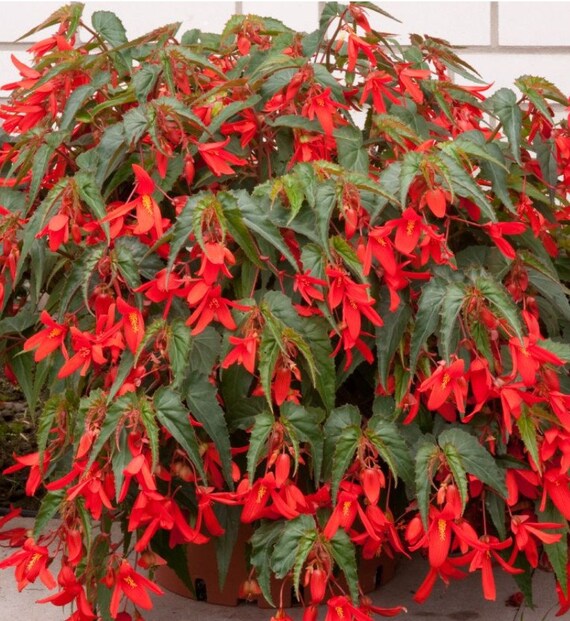 Home & Garden 15 Pelleted Begonia Seeds Begonia Bossa Nova White ...