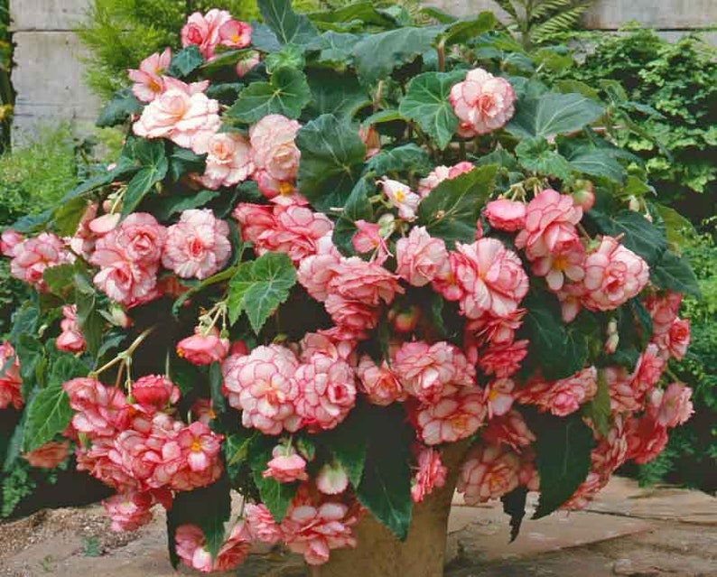 Begonia Seeds Begonia Sun Dancer White Pink Picotee 15 | Etsy