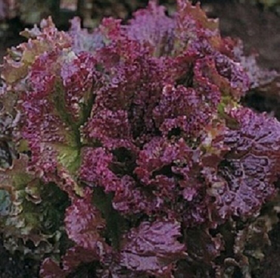 500 Seeds Red Fire Lettuce Seeds - Etsy