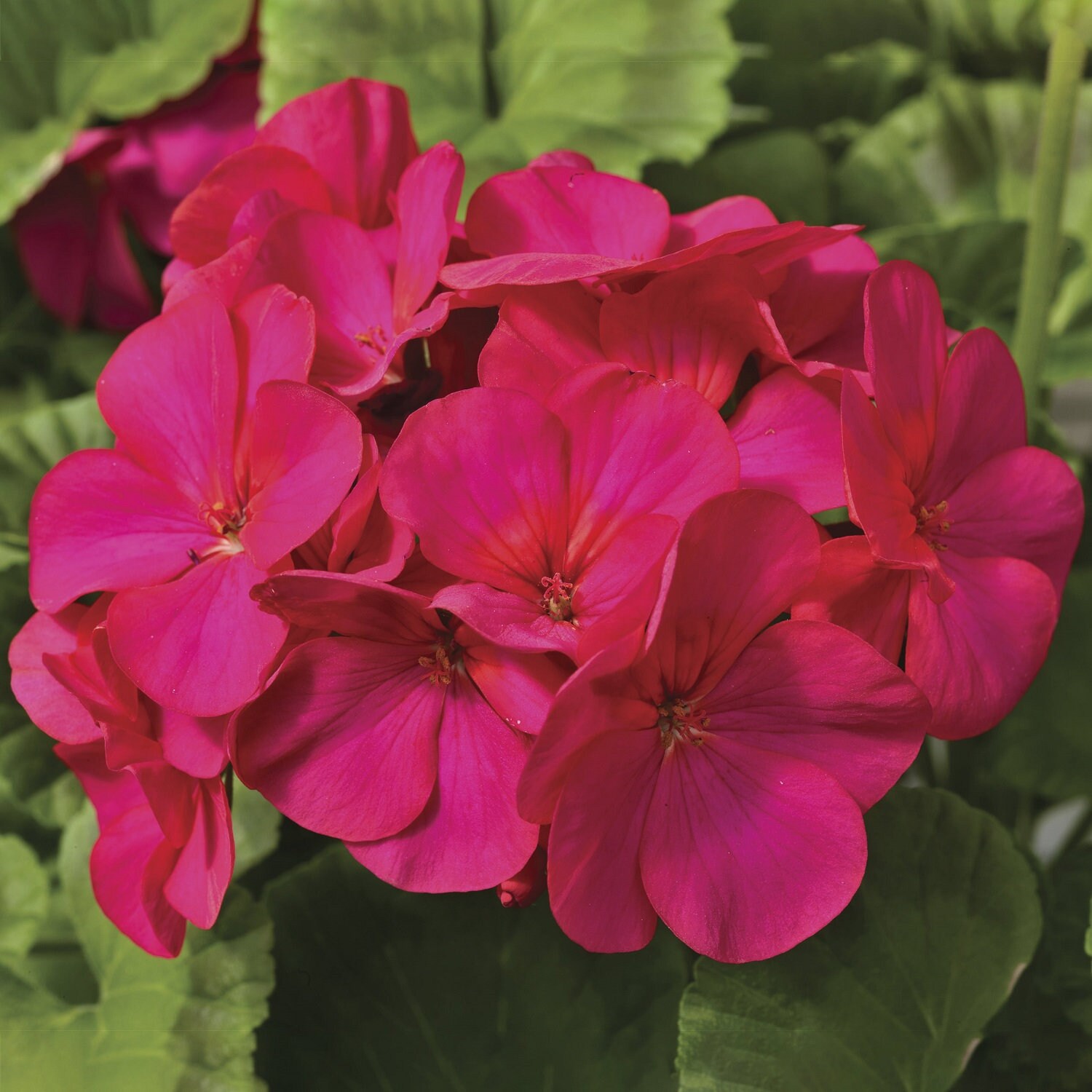 MPB3 Geranium Seeds for Sale Maverick Violet 100 Bulk Seeds - Etsy