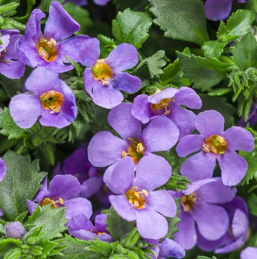 BIN1R5D1 Semillas de Bacopa 25 a 100 Semillas de Bacopa | Etsy España