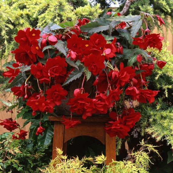 Red Begonia Seeds Hula Red White Bicolor Begonia Seeds Annual Flower