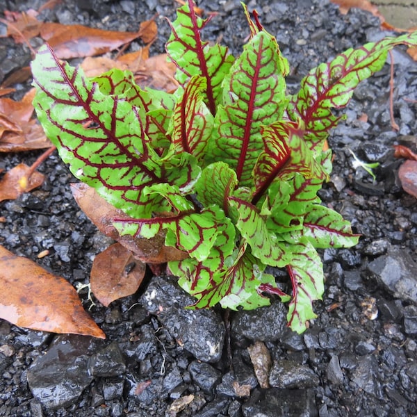 Rumex Seeds - Etsy