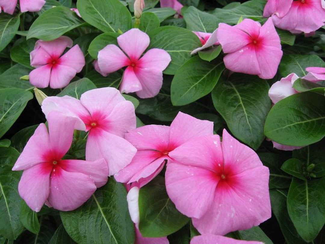 Vinca Seeds 25 Seeds Vinca Cora Strawberry Annual Seeds - Etsy.de