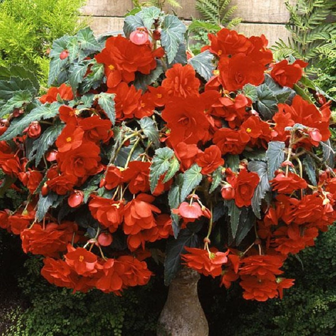Begonia Seeds Begonia Sun Dancer Scarlet Orange 15 Pelleted | Etsy